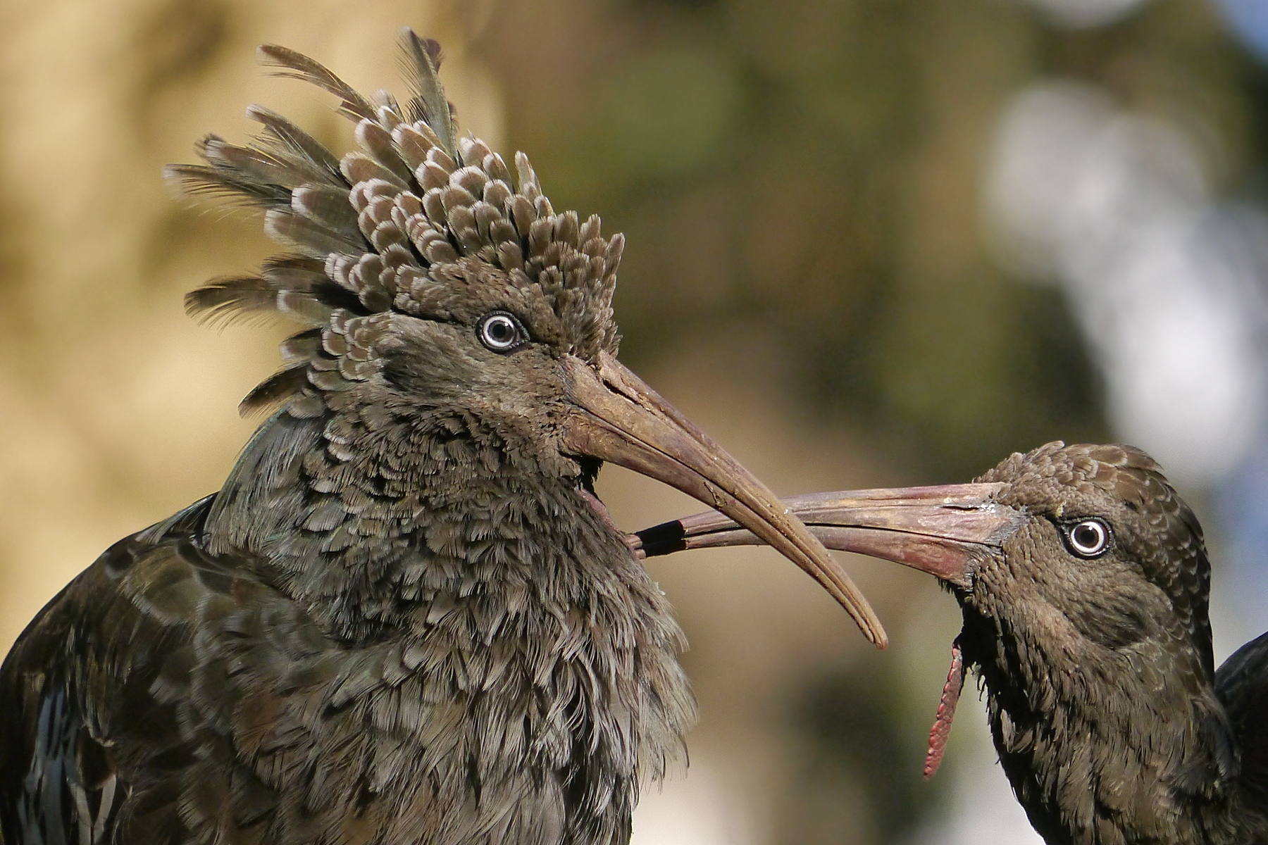 Host Country | EAES Events